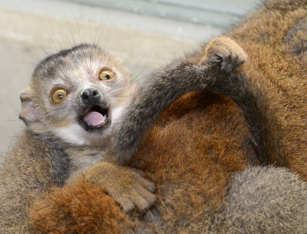 Meet Horus the baby crowned lemur - Duke Lemur Center