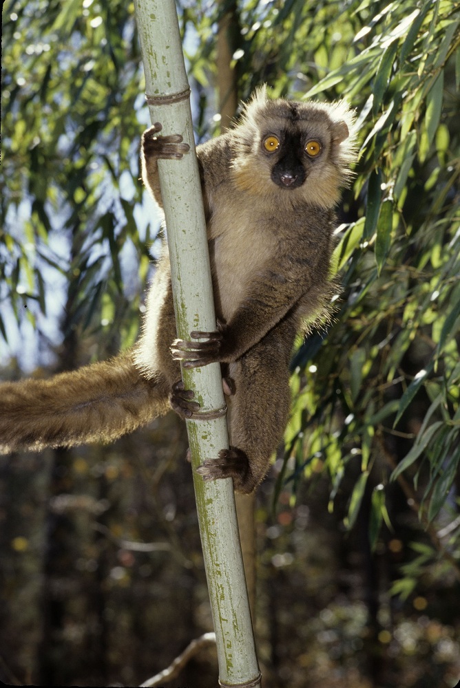 Sanford’s Lemur - Duke Lemur Center