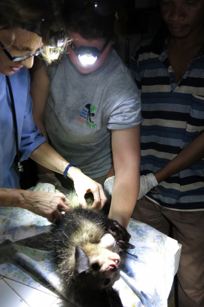 Duke lemur experts provide emergency aid to injured primates - Duke ...