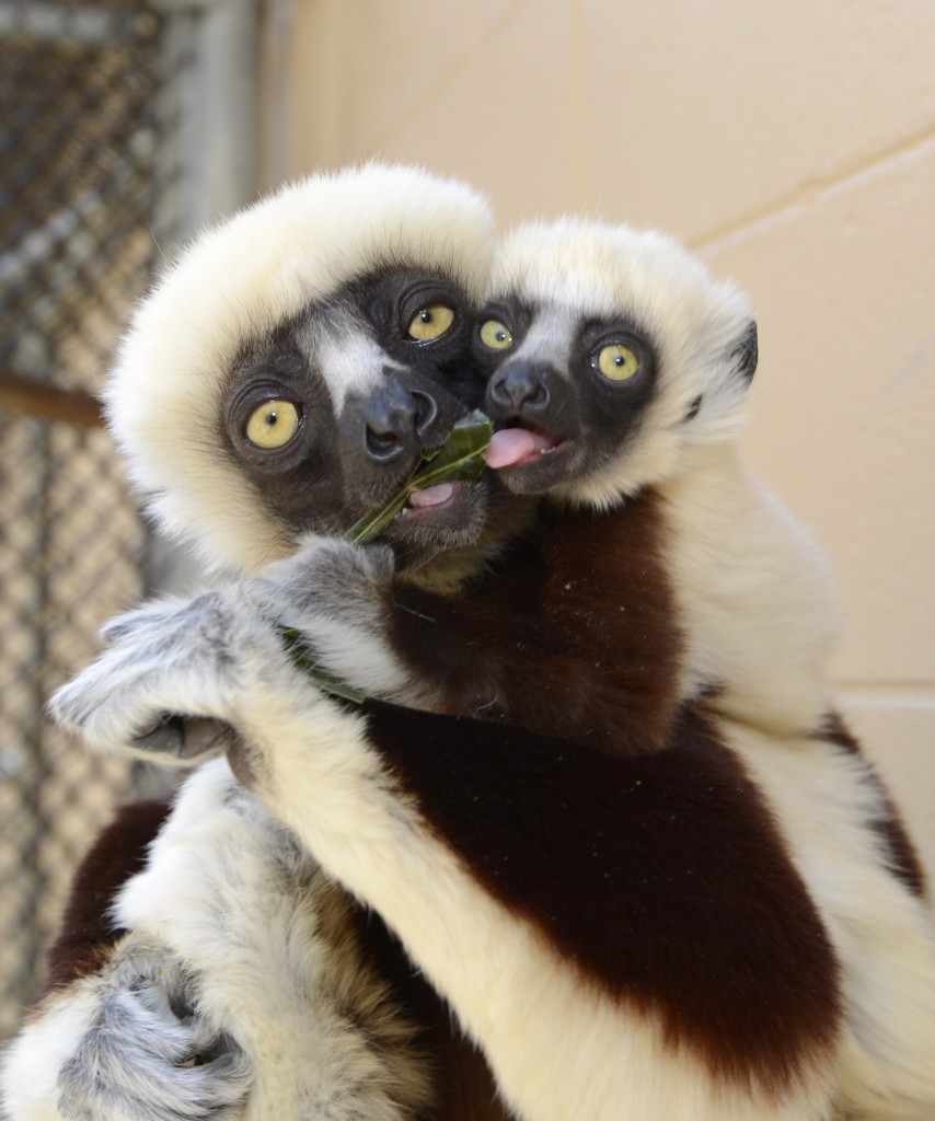 Meet the new lemur babies and their moms - Duke Lemur Center