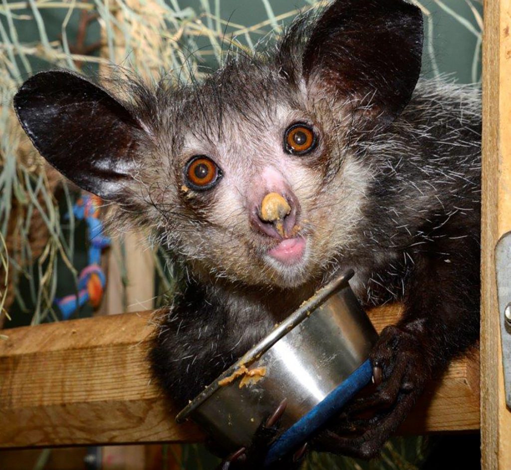 Lemur Center Reeling from Sudden Death of Four Aye-Ayes - Duke Lemur Center