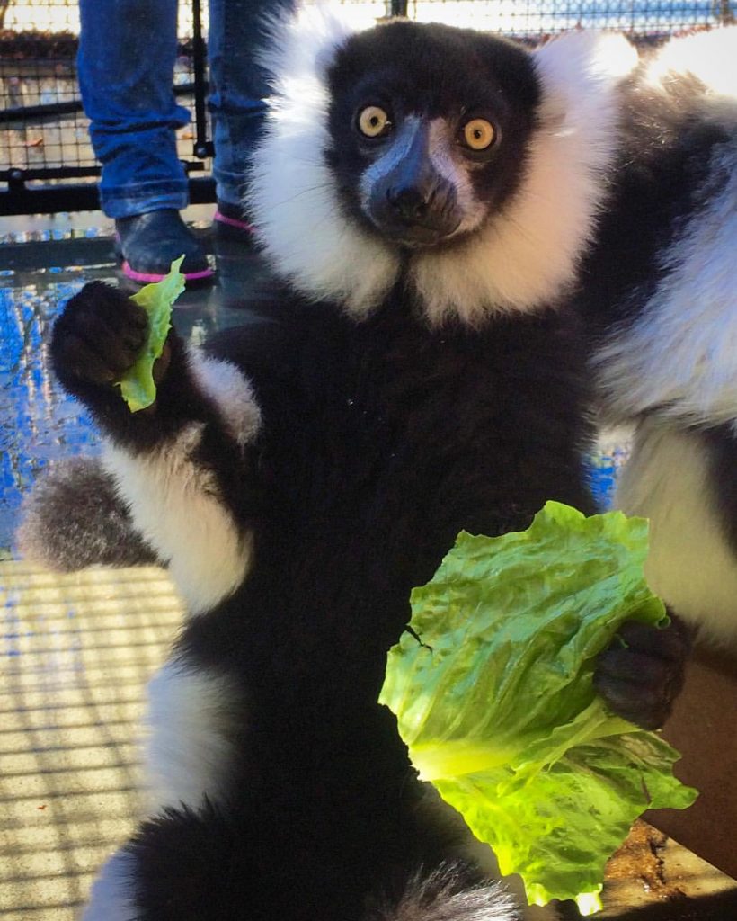 Fiber & Feces: “Lettus” Research! - Duke Lemur Center