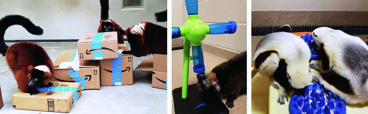 Send a lemur a gift via our UPDATED Amazon wishlist! - Duke Lemur Center