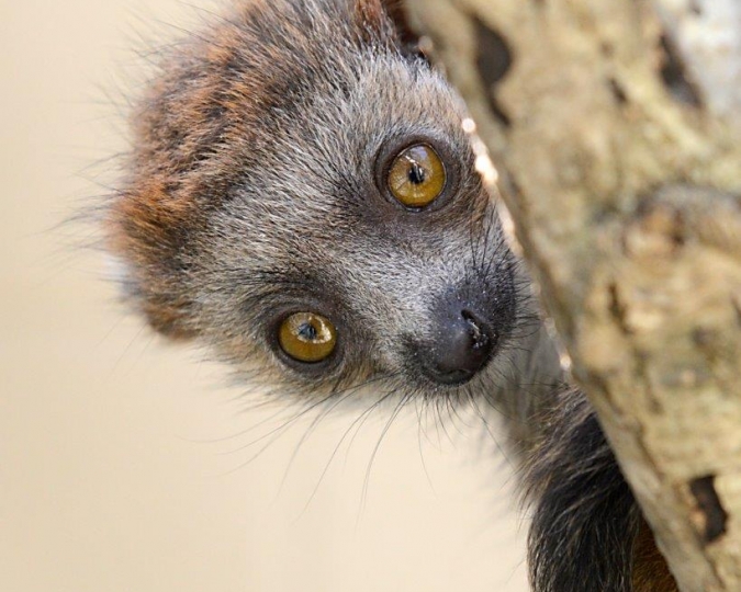 Recent Births: 2017 Infants! - Duke Lemur Center