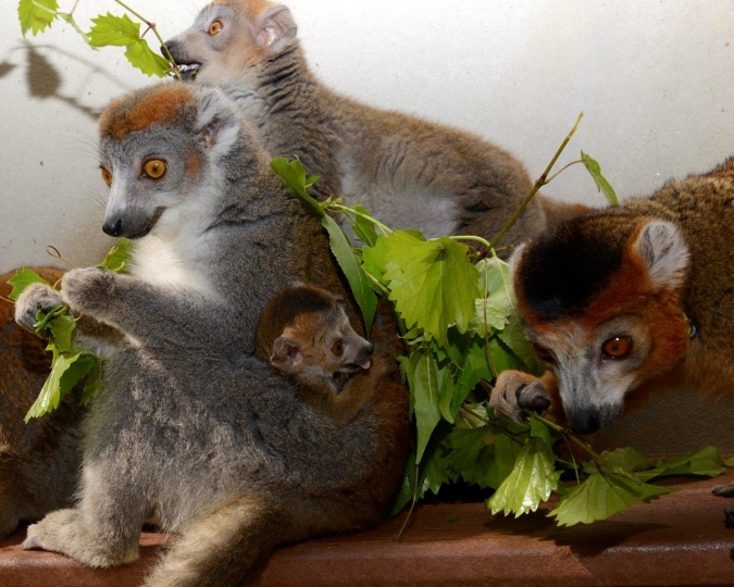 Recent Births: 2017 Infants! - Duke Lemur Center