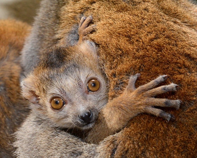 Recent Births: 2017 Infants! - Duke Lemur Center