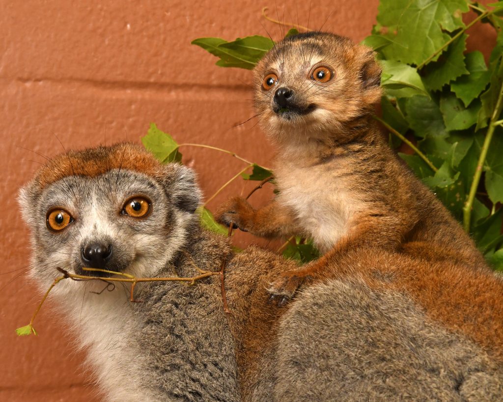 Infants Announced: Four Lemurs Representing Four Different Species Born ...