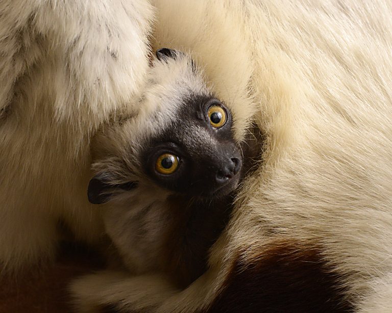 Could poop transplants speed recovery for sick lemurs? - Duke Lemur Center