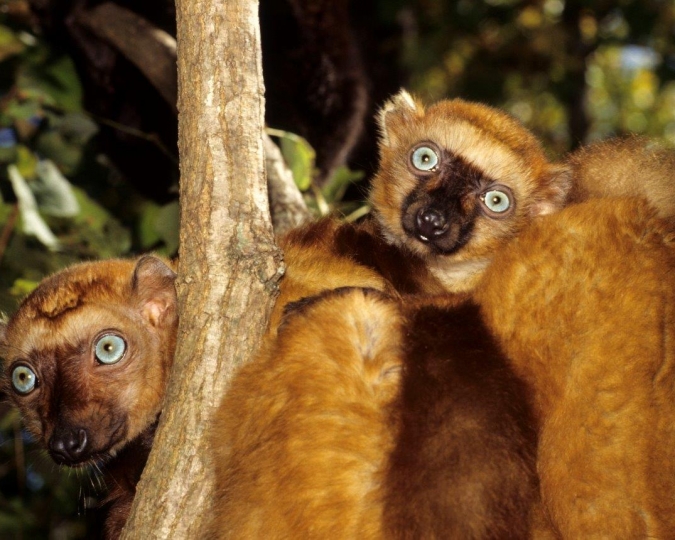 Duke Receives Two Critically Endangered Lemurs from Madagascar - Duke ...