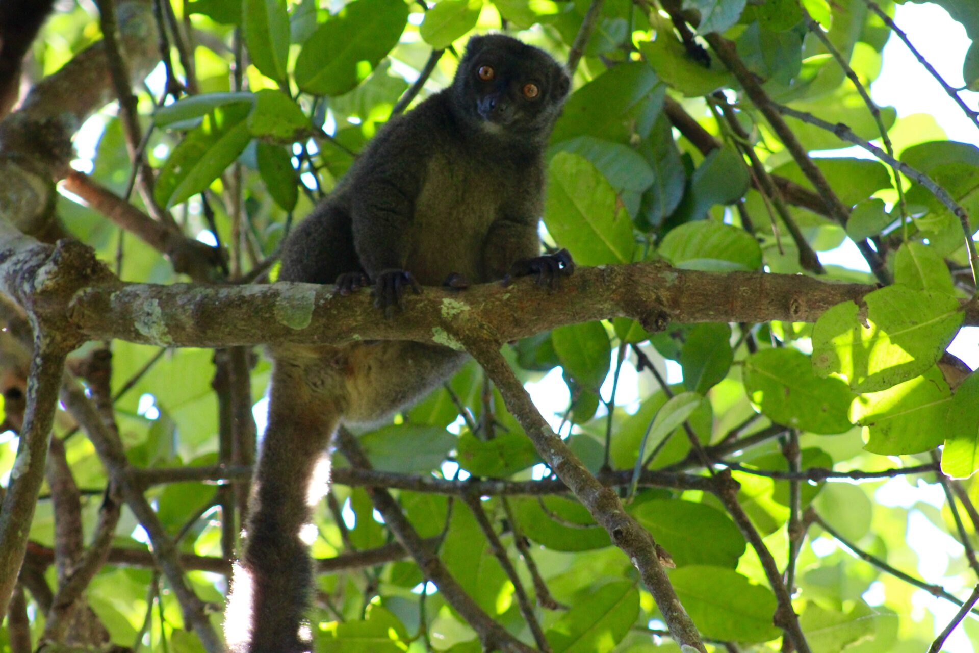 A Tale of Two Feces: Field Work in Marojejy - Duke Lemur Center
