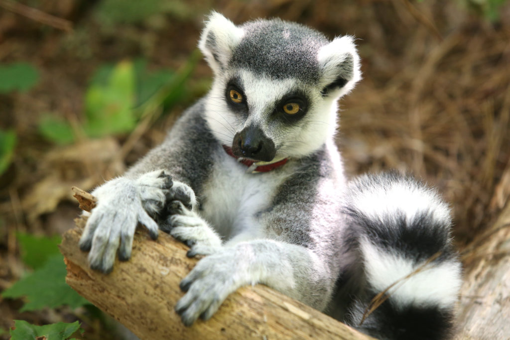 Ring-tailed Lemur - Duke Lemur Center