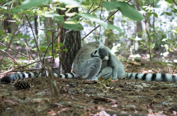Ring-tailed Lemur Social Grooming: Photos and video - Duke Lemur Center
