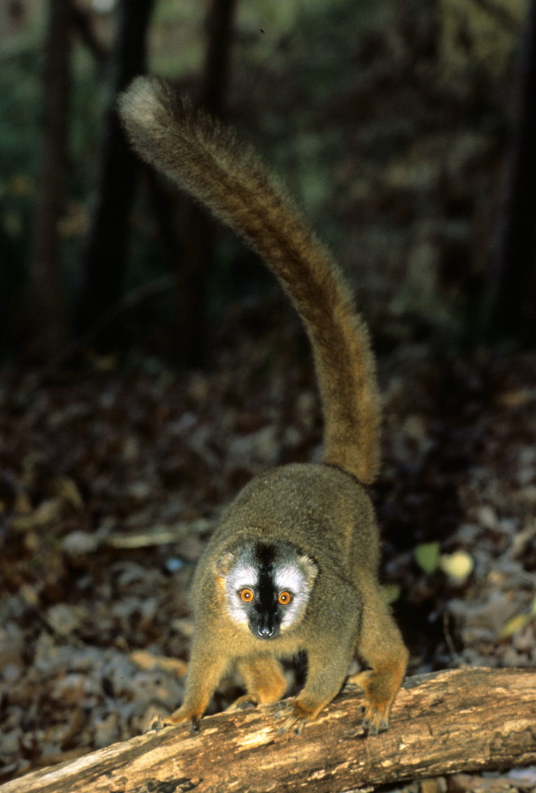 Red-Fronted Lemur Species Info Page - Duke Lemur Center