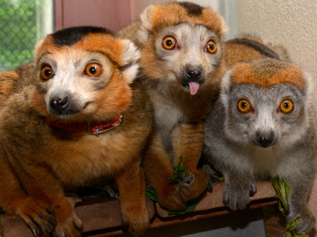 Crowned Lemur Adoption Packages - Duke Lemur Center