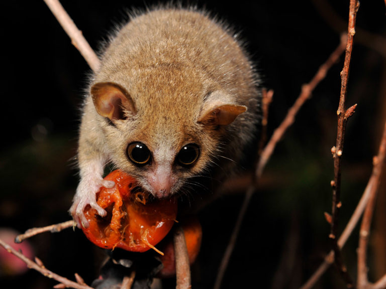 Grey Mouse Lemur Adoption Packages - Duke Lemur Center