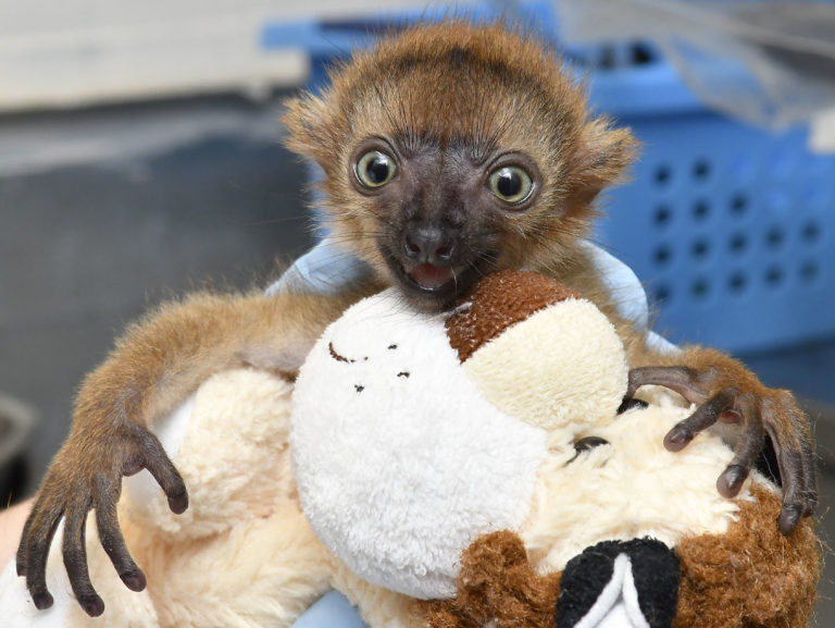 Baby Lemur Born by Rare C-section at Duke Lemur Center - Duke Lemur Center