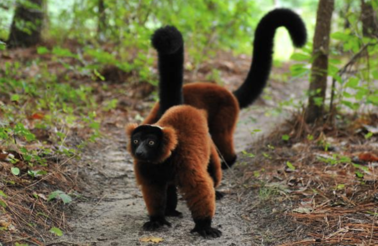 Red Ruffed Lemur - Duke Lemur Center
