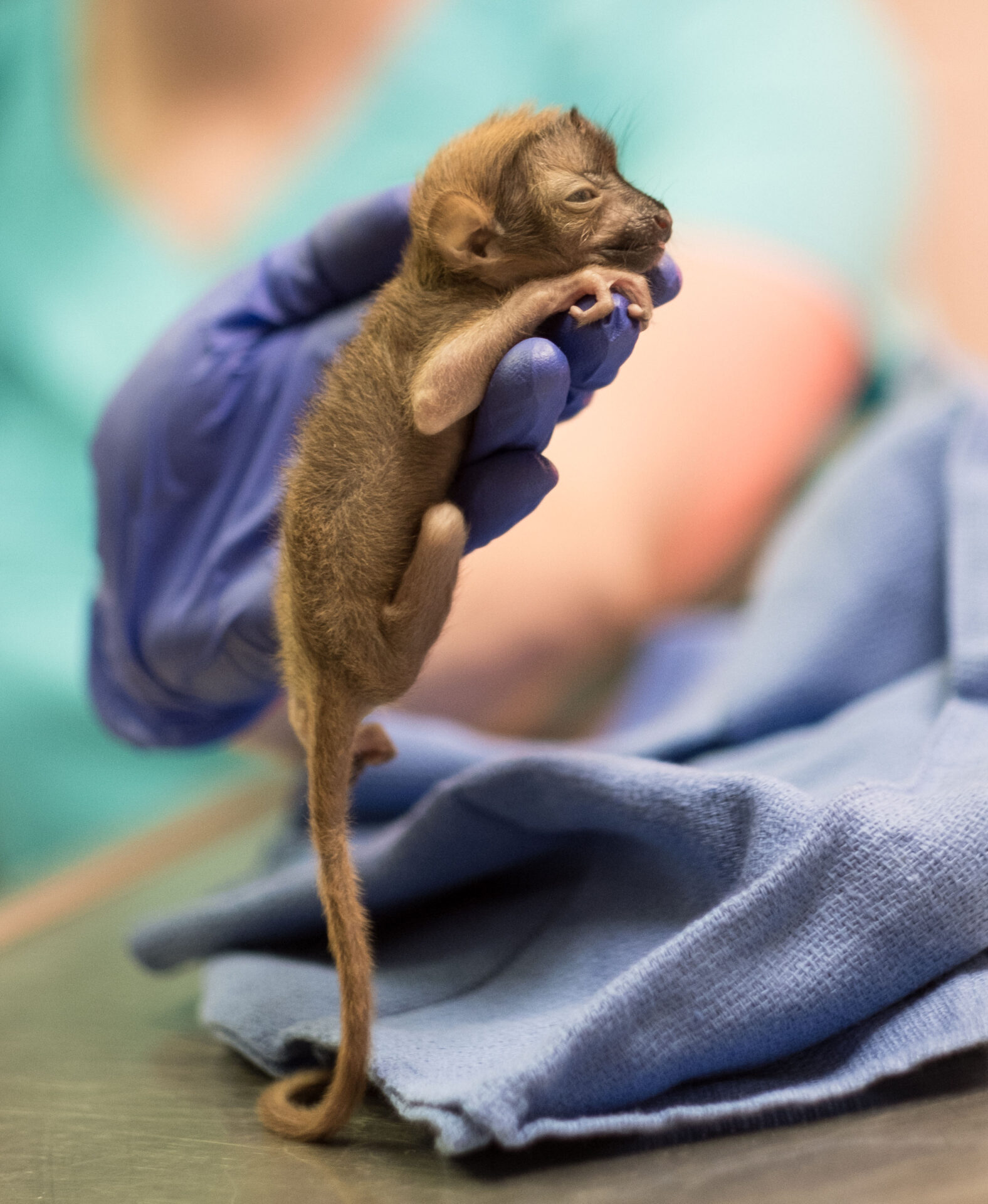 Baby Lemur Born by Rare C-section at Duke Lemur Center - Duke Lemur Center