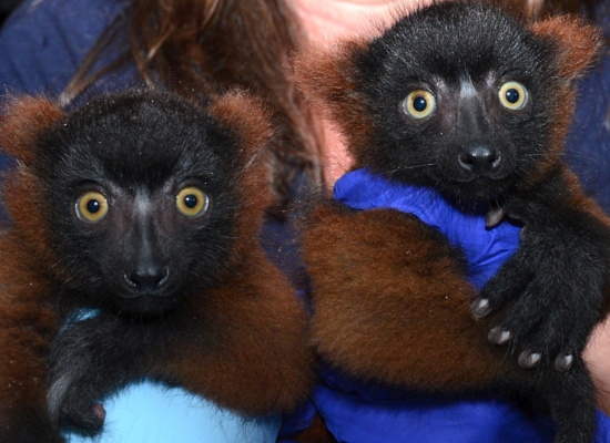 Red Ruffed Lemur - Duke Lemur Center