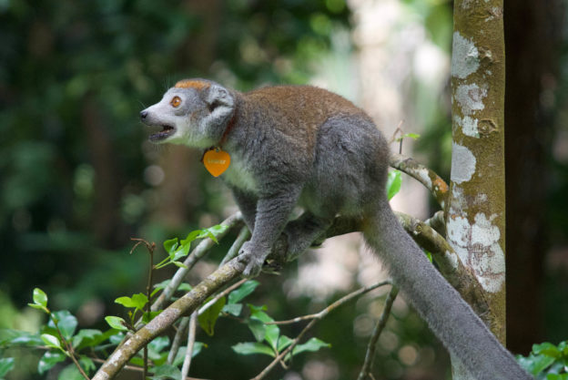 Ex-Situ Lemur Initiatives - Duke Lemur Center