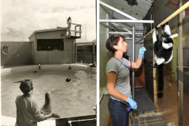 Staff Spotlight: Meg Dye, Curator of Behavioral Management - Duke Lemur ...