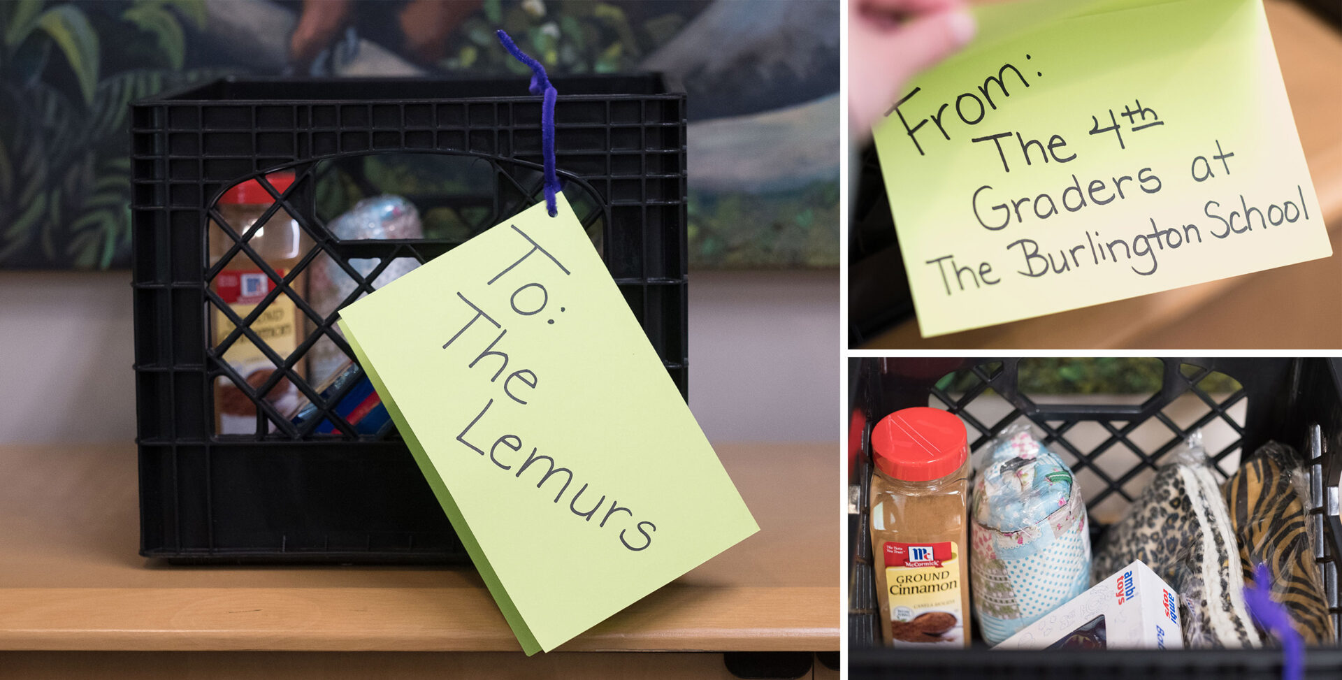 Organize an Enrichment Drive - Duke Lemur Center