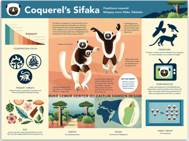 Coquerel’s Sifaka - Duke Lemur Center