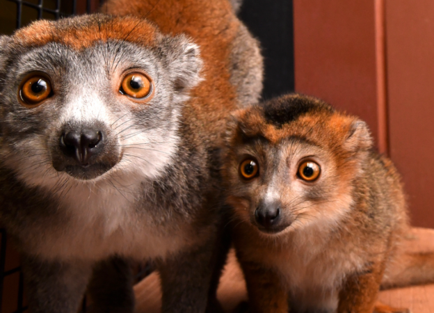 Crowned Lemur - Duke Lemur Center