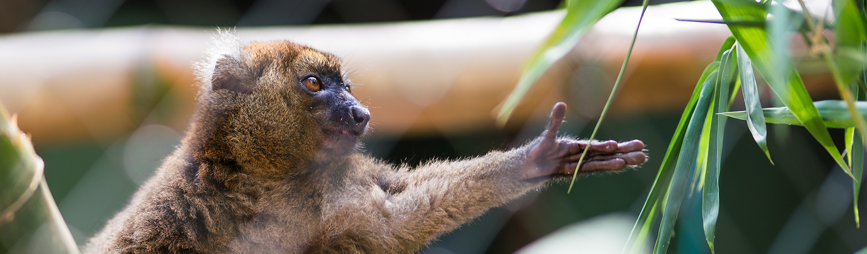 Ex-Situ Lemur Initiatives - Duke Lemur Center