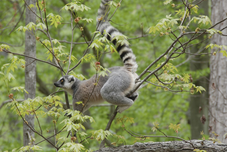 Pet Lemurs: The Pet to Regret - Duke Lemur Center