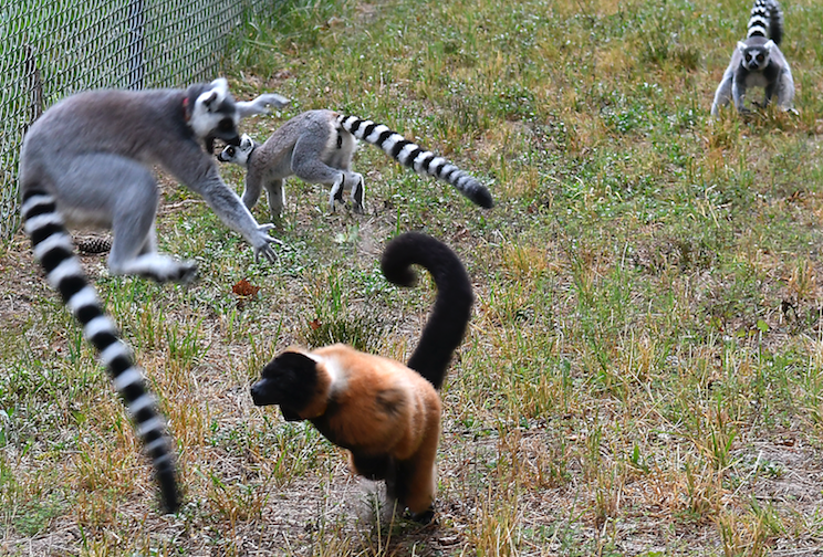 Pet Lemurs: The Pet to Regret - Duke Lemur Center