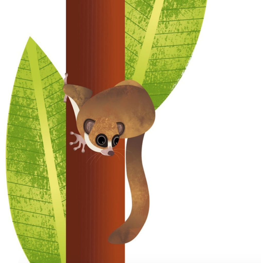 100 LEMURS Collaboration with Artist Rachel Hudson - Duke Lemur Center