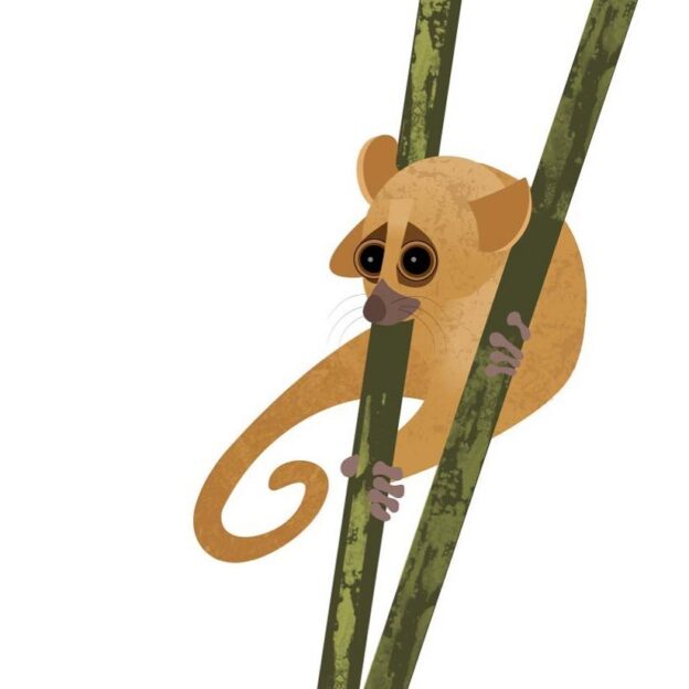 100 Lemurs, Days 46-60 - Duke Lemur Center