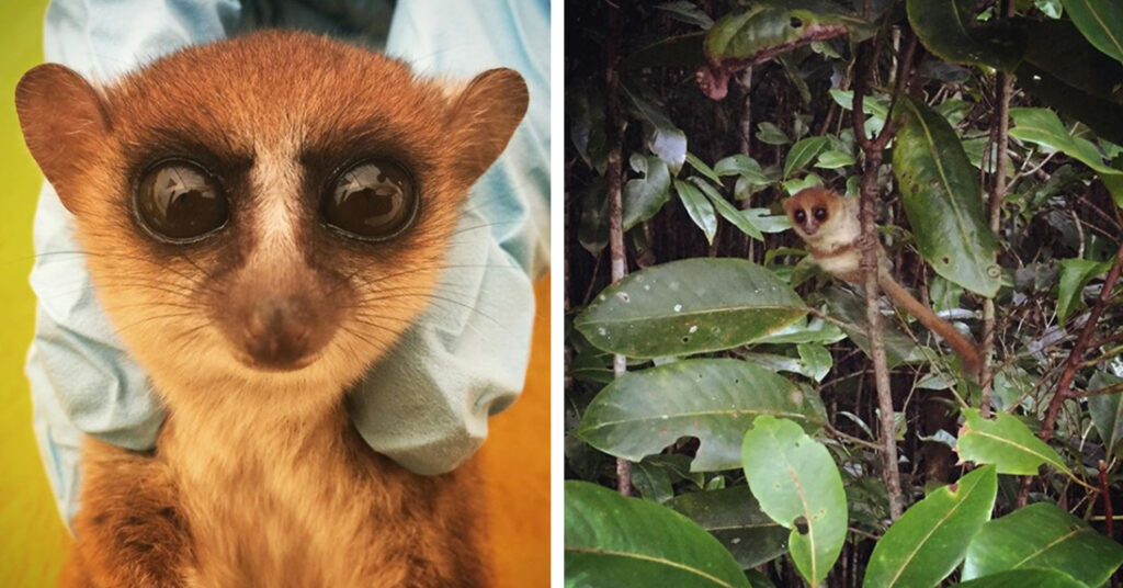 NEW SPECIES ALERT: Meet Jonah’s mouse lemur! - Duke Lemur Center
