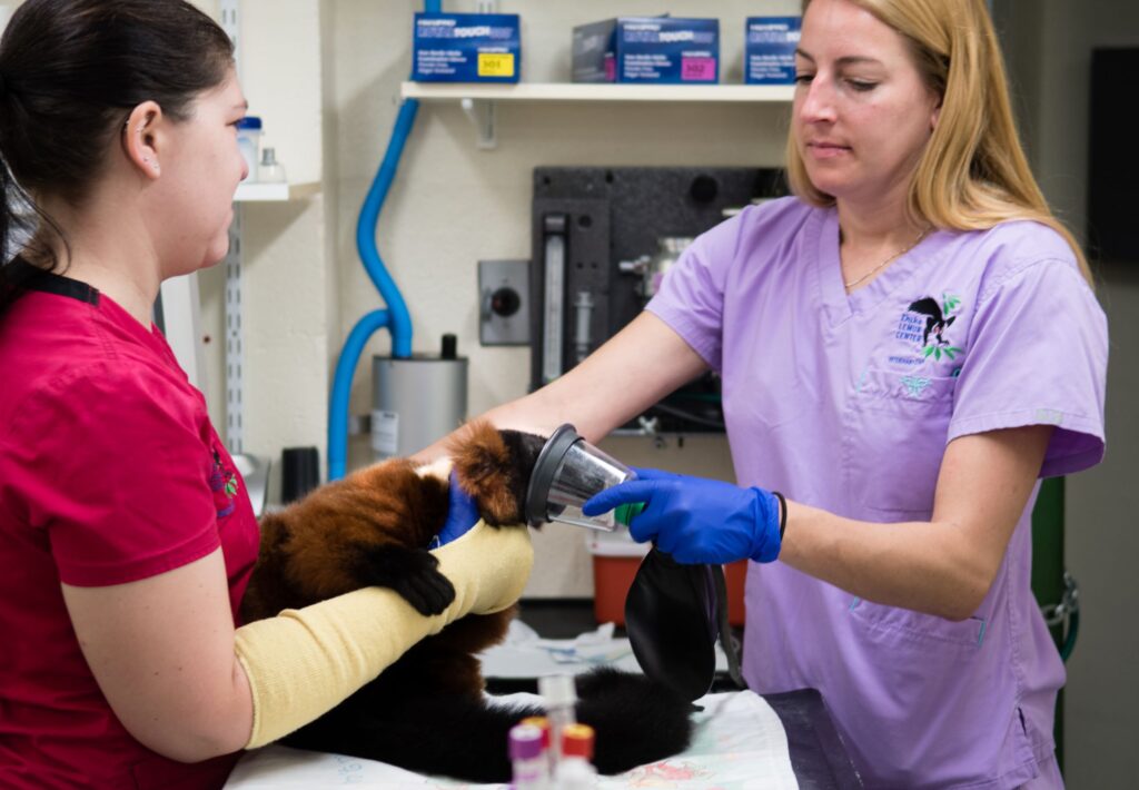 9-20 Caring for Lemurs - Duke Lemur Center