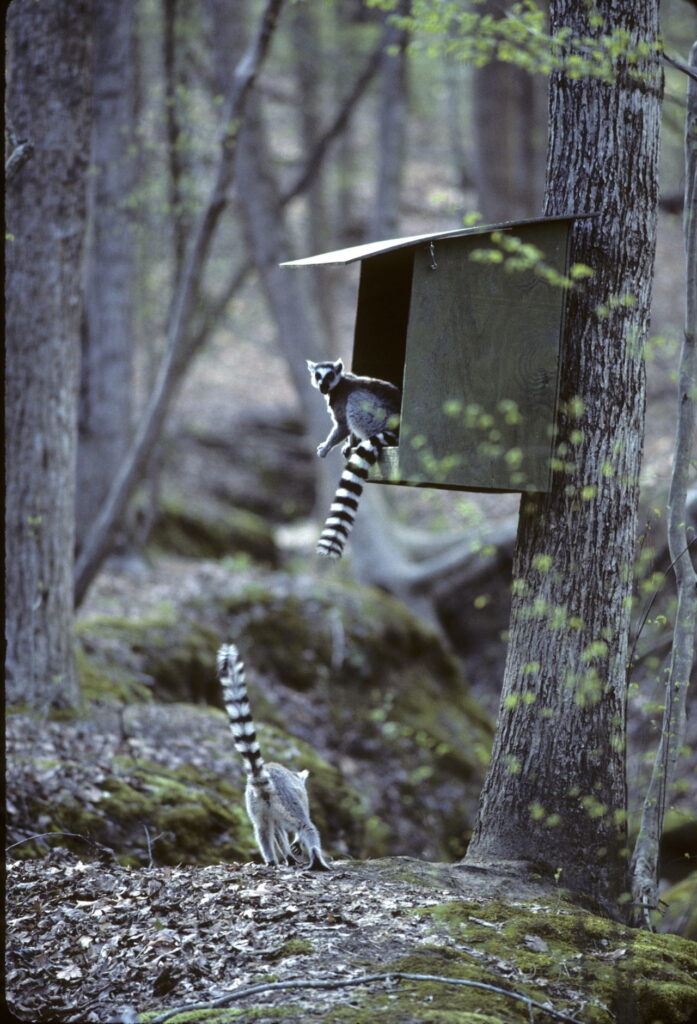 10-20 History of the DLC - Duke Lemur Center