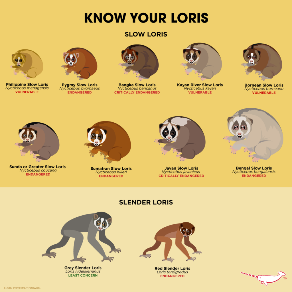 12-20 Slow Loris - Duke Lemur Center