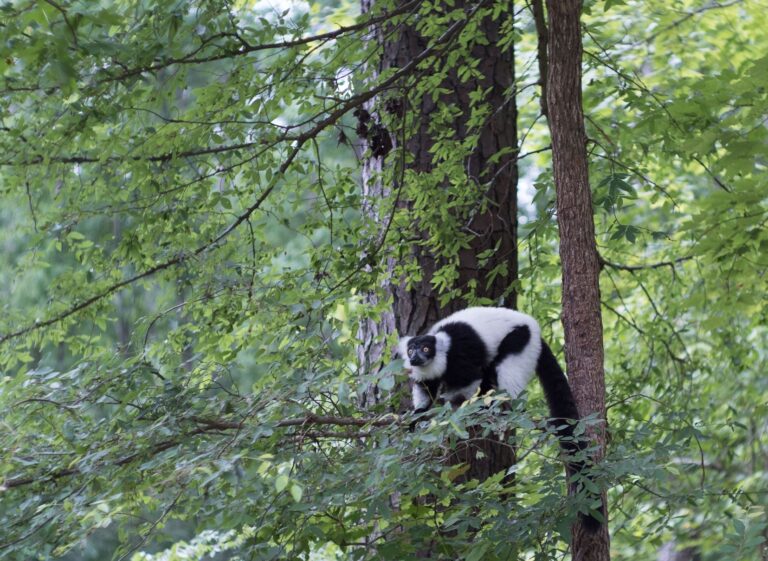 01-21 What is a Lemur? - Duke Lemur Center