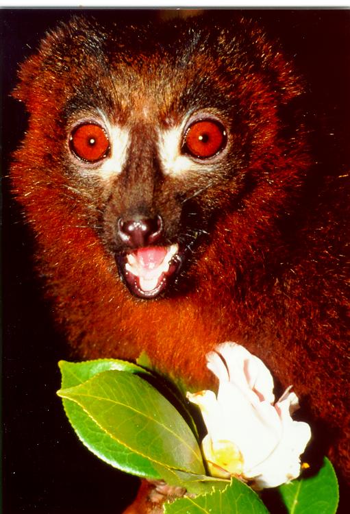 01-21 What is a Lemur? - Duke Lemur Center