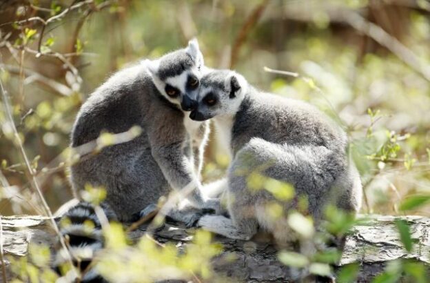 02-21 Love and Lemurs - Duke Lemur Center