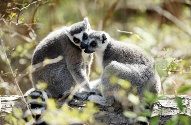 02-21 Love and Lemurs - Duke Lemur Center