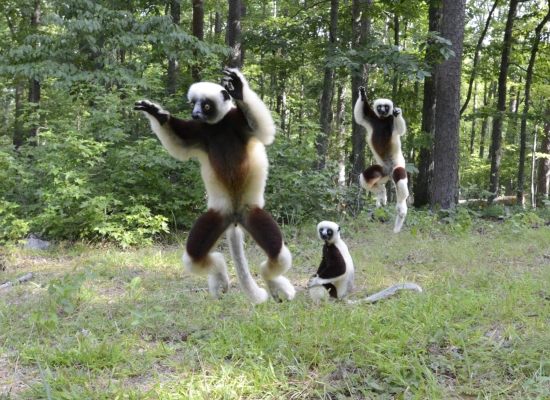 03-21 Creature Feature: Sifakas - Duke Lemur Center