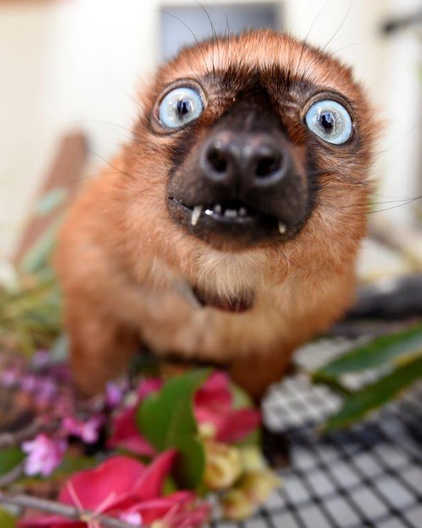 04-21 Lemurs: Gardeners of the Forest - Duke Lemur Center