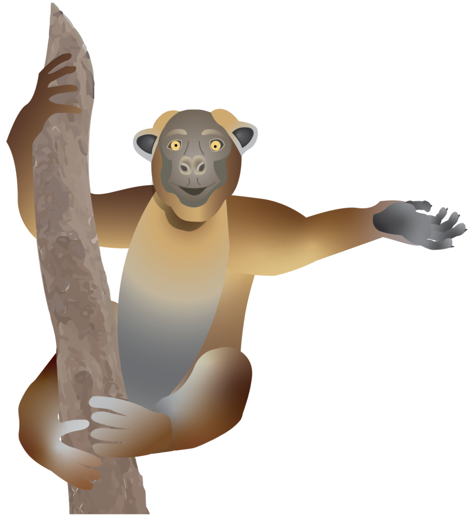 05-21 Fossil Feature: Megaladapis - Duke Lemur Center