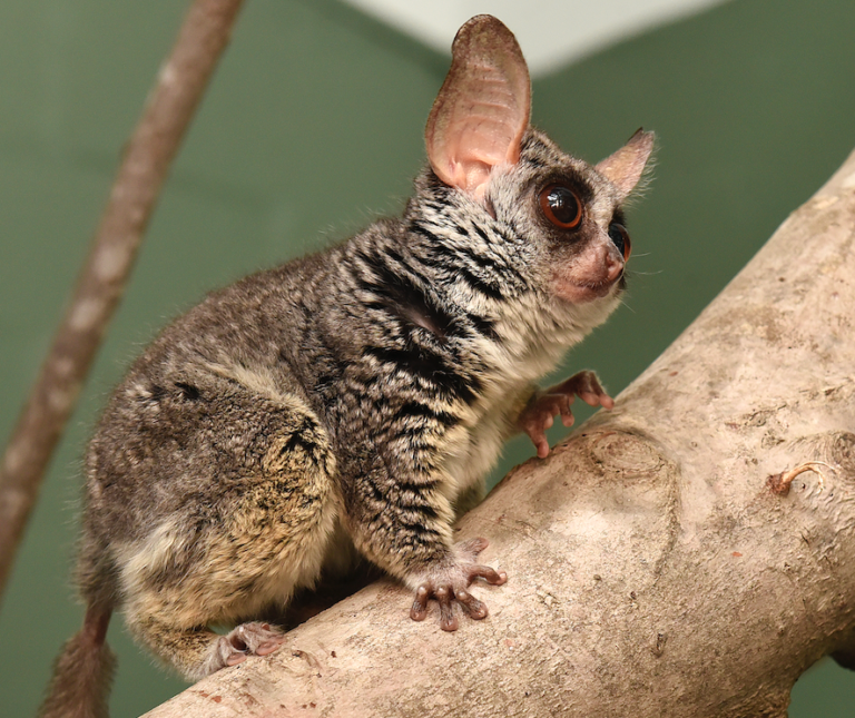 INFANT ANNOUNCEMENT: Meet Coconut Palm, a Mohol bushbaby - Duke Lemur ...