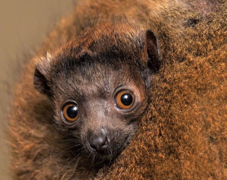 INFANT ANNOUNCEMENT: Meet Clancy, an endangered mongoose lemur! - Duke ...