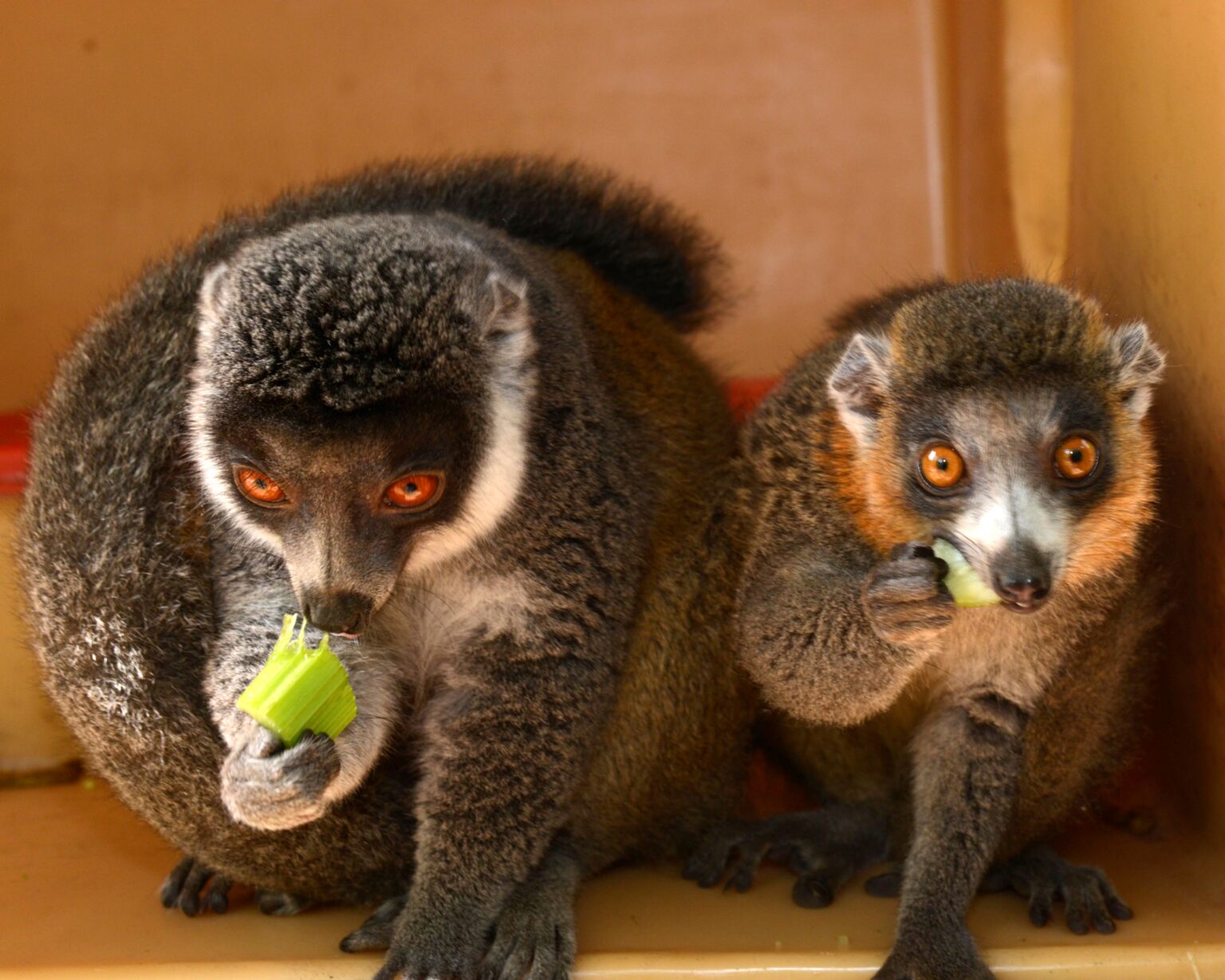 Behind the Scenes Tour - Duke Lemur Center