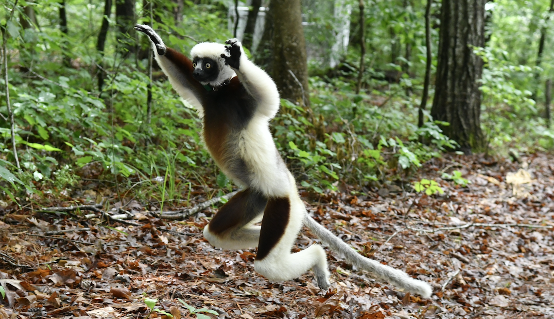 Lemur Games - Duke Lemur Center