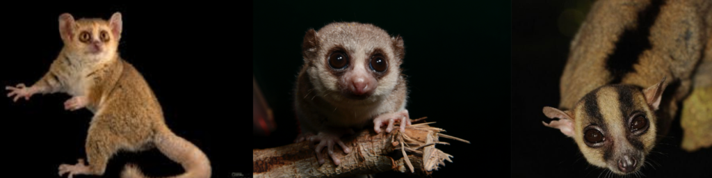 08-21 All in the Family: Learning Lemur Classifications - Duke Lemur Center