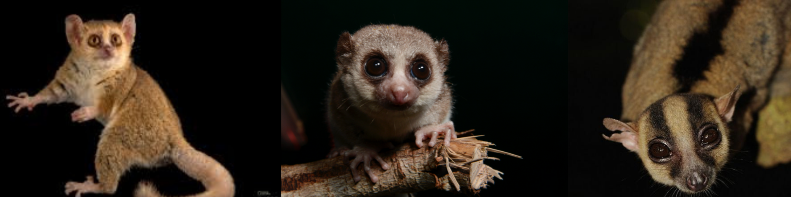 08-21 All in the Family: Learning Lemur Classifications - Duke Lemur Center